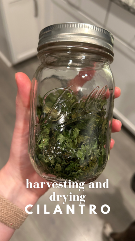 Drying and Preserving Fresh Cilantro in the Oven - The Regular Folks